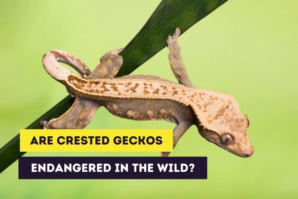 Color Change in Crested Geckos: Firing Up and Down