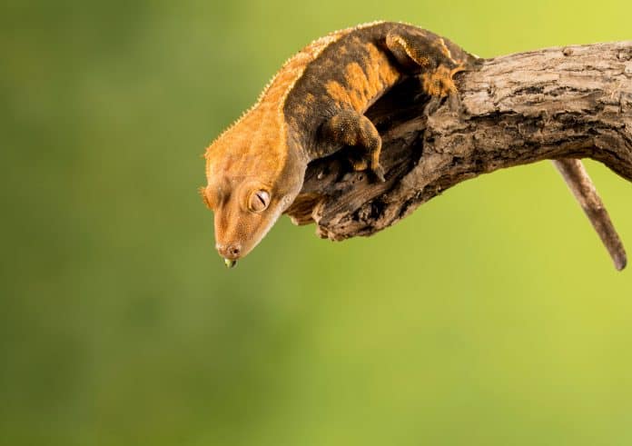 Crested Gecko Anatomy | The Crested Gecko from Head to Toe