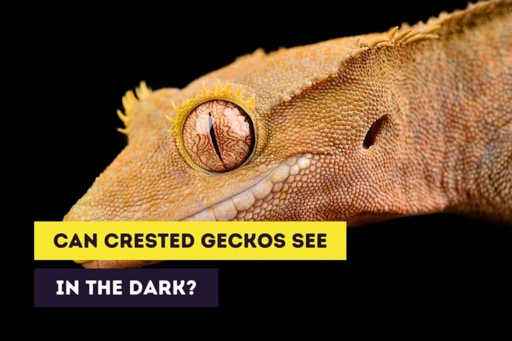 Lighting Guide for Crested Geckos (With Tips and Tricks)