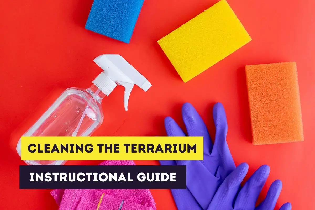 Lighting Guide for Crested Geckos (With Tips and Tricks)