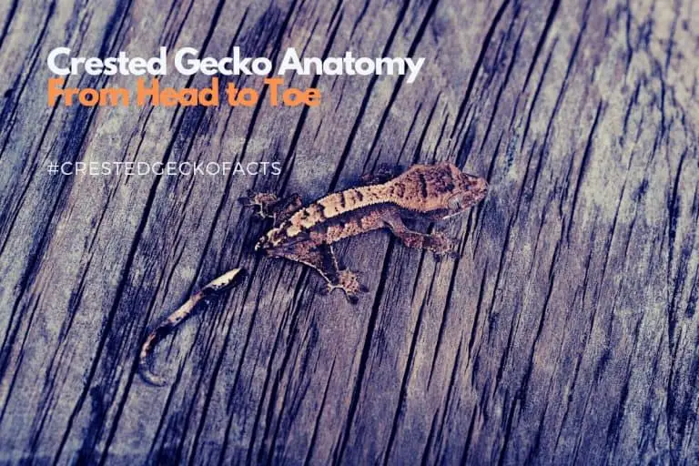 Crested Gecko Enclosure Guide (With Tips and Tricks)