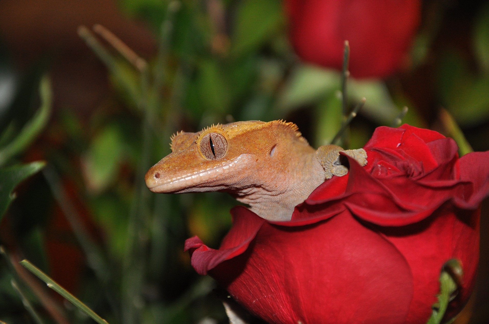 Crested Gecko Guide for Beginners | Keeping Crested Geckos as Pets