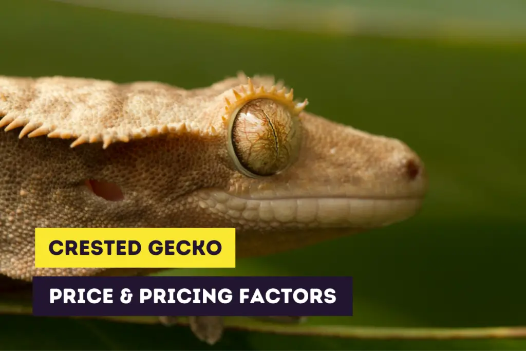 Are Crested Geckos Endangered in the Wild? (CITES Status)