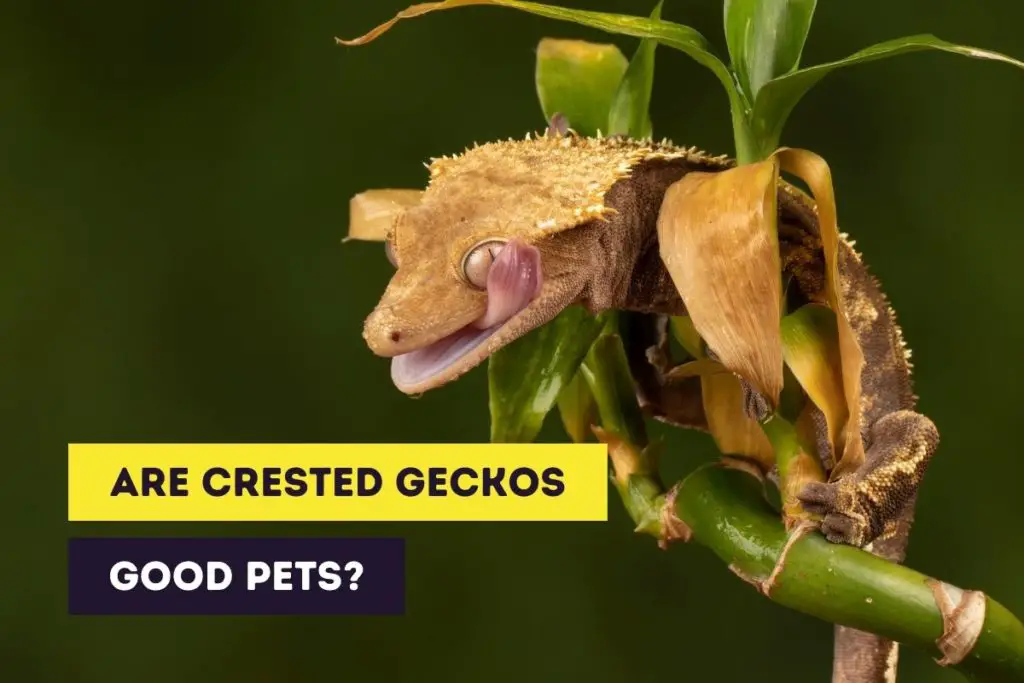 How to Breed Crested Geckos? | My Crested Gecko
