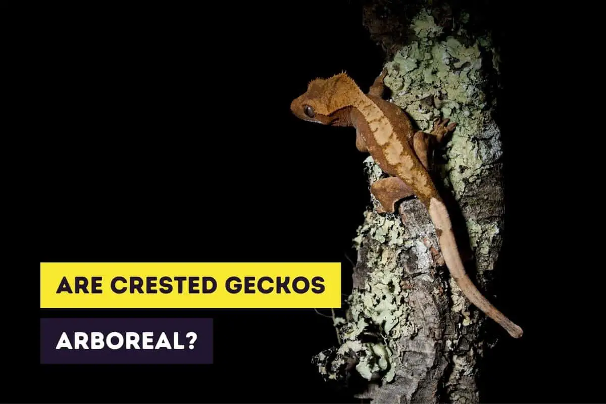 Crested Gecko Anatomy | The Crested Gecko from Head to Toe