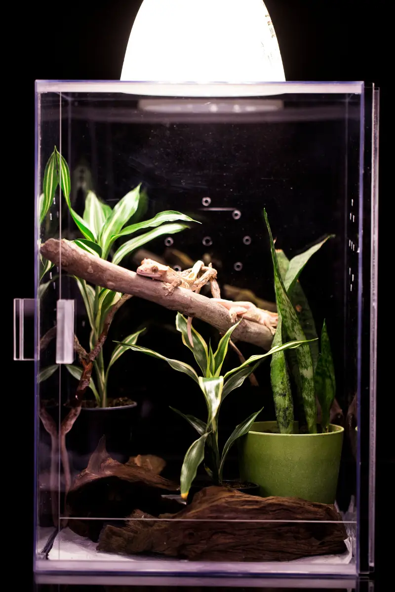 My Crested Gecko | Everything About Crested Geckos as Pets